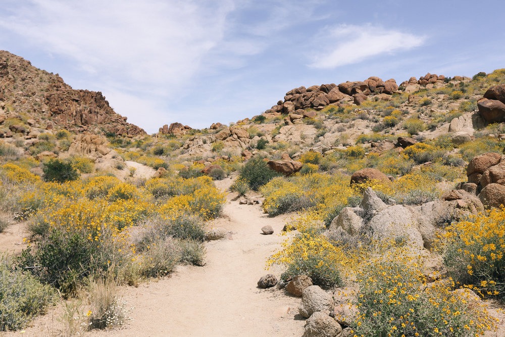 49 Palms Oasis in Joshua Tree National Park – The Joshua Tree House